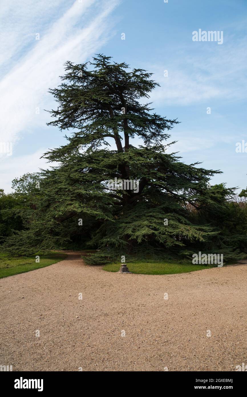 The cedar tree from Lebanon planted by Josephine for Napoleon at the ...