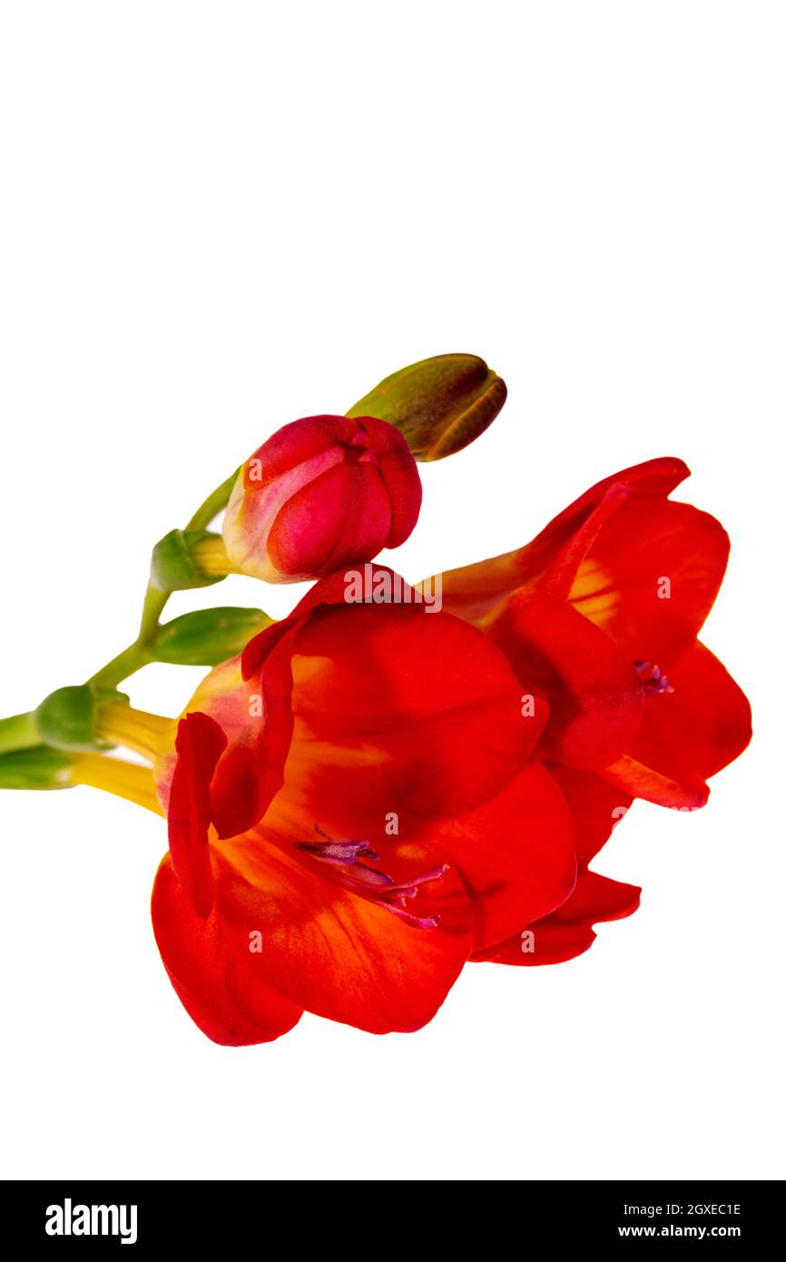Flower of beautiful red freesia isolated on white background, close up ...