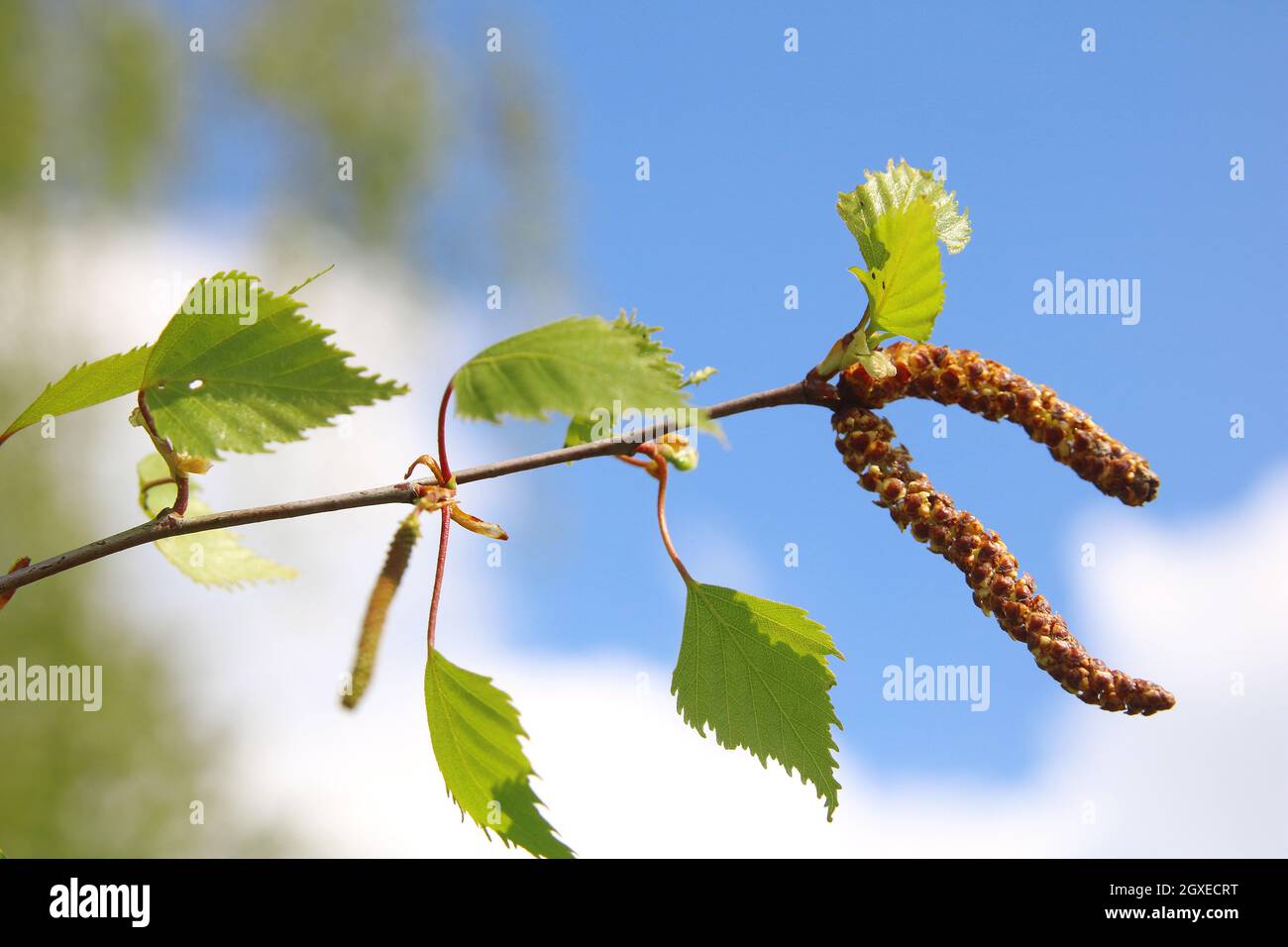 Junger Birkentrieb, Young birch shoot Stock Photo - Alamy