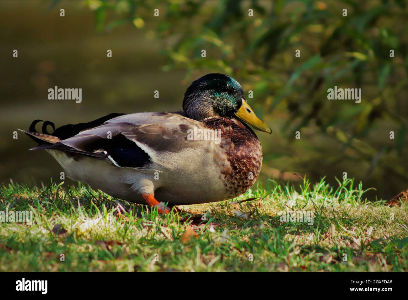 Mallard duck resting by riverbank Stock Photo - Alamy