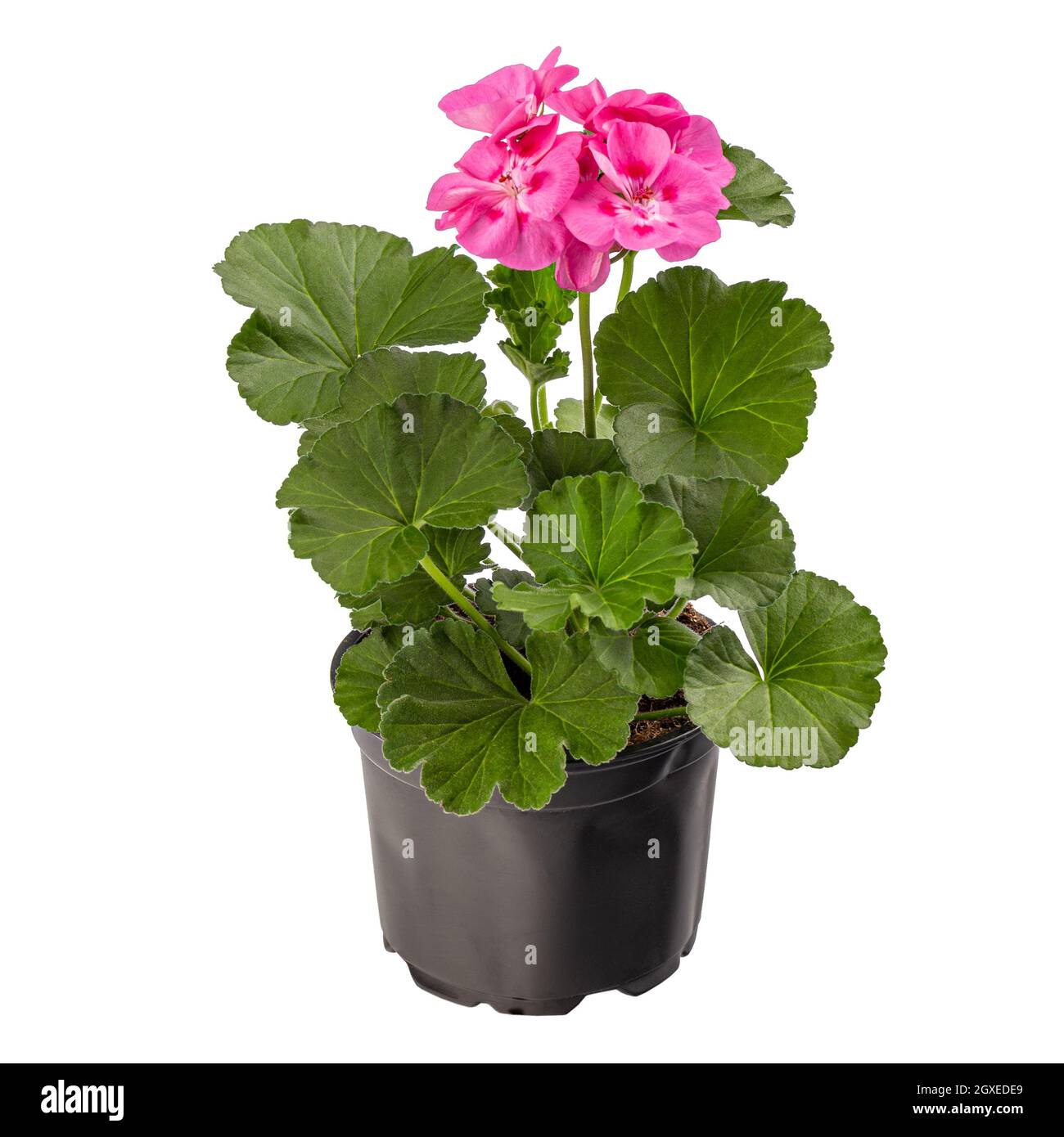 Potted pink pelargonium in flower pot on white background Stock Photo ...