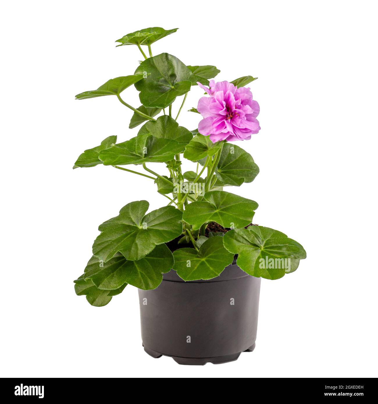 Potted pink pelargonium in flower pot on white background Stock Photo ...