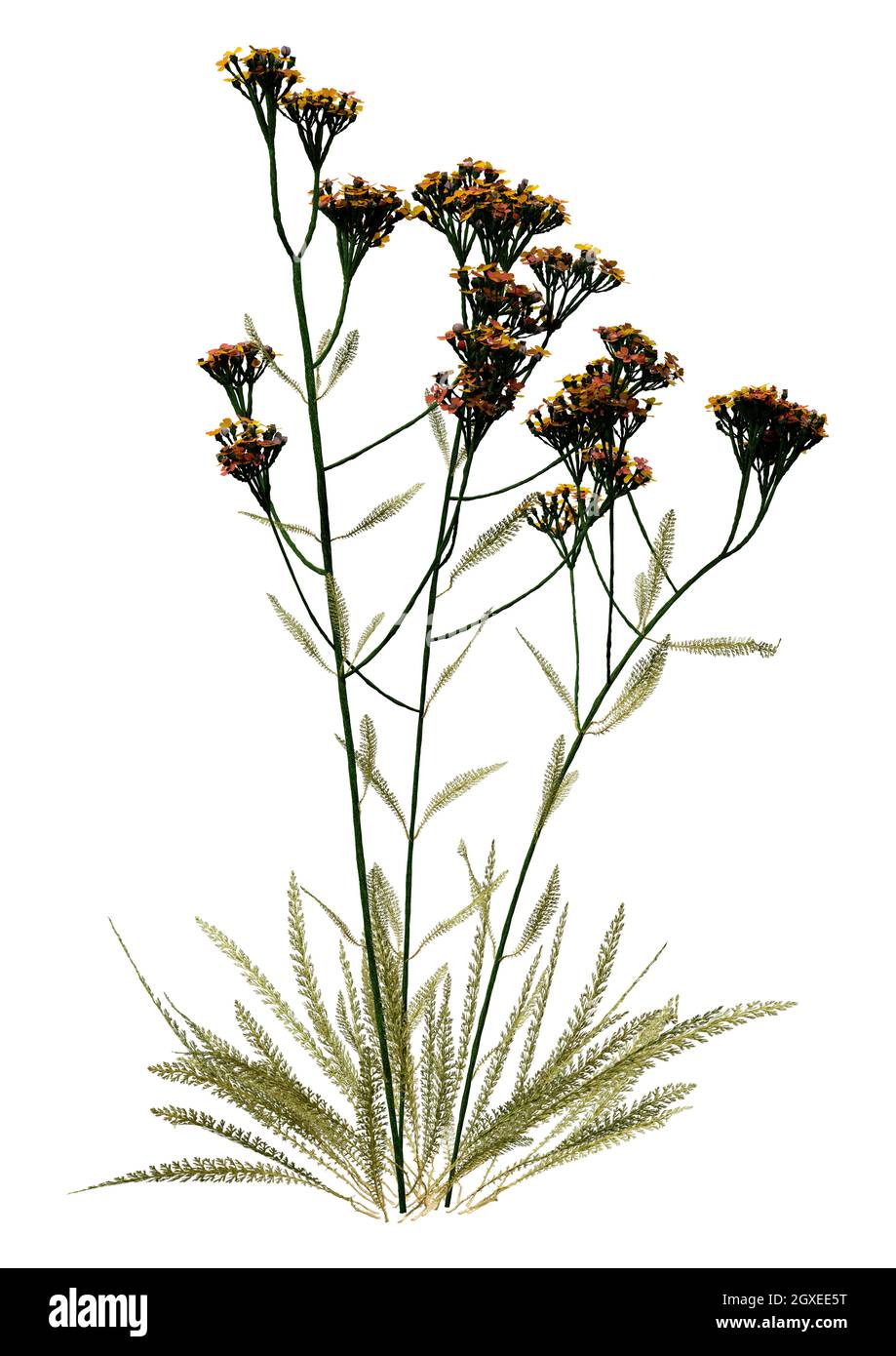 3D rendering of a common yarrow plant isolated on white background ...