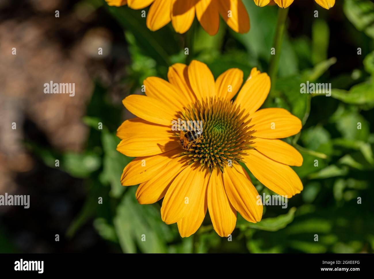 Flowers of Echinacea - an herb stimulating the immune system Stock ...