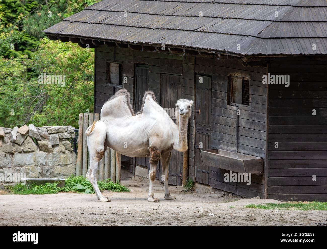 The Bactrian camels, Camelus bactrianus is a large, even-toed ungulate ...