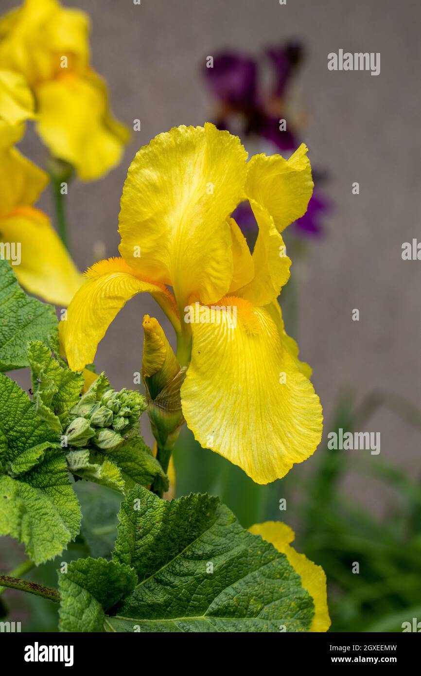 Yellow iris flower with delicate petals with green leaves on a flower ...
