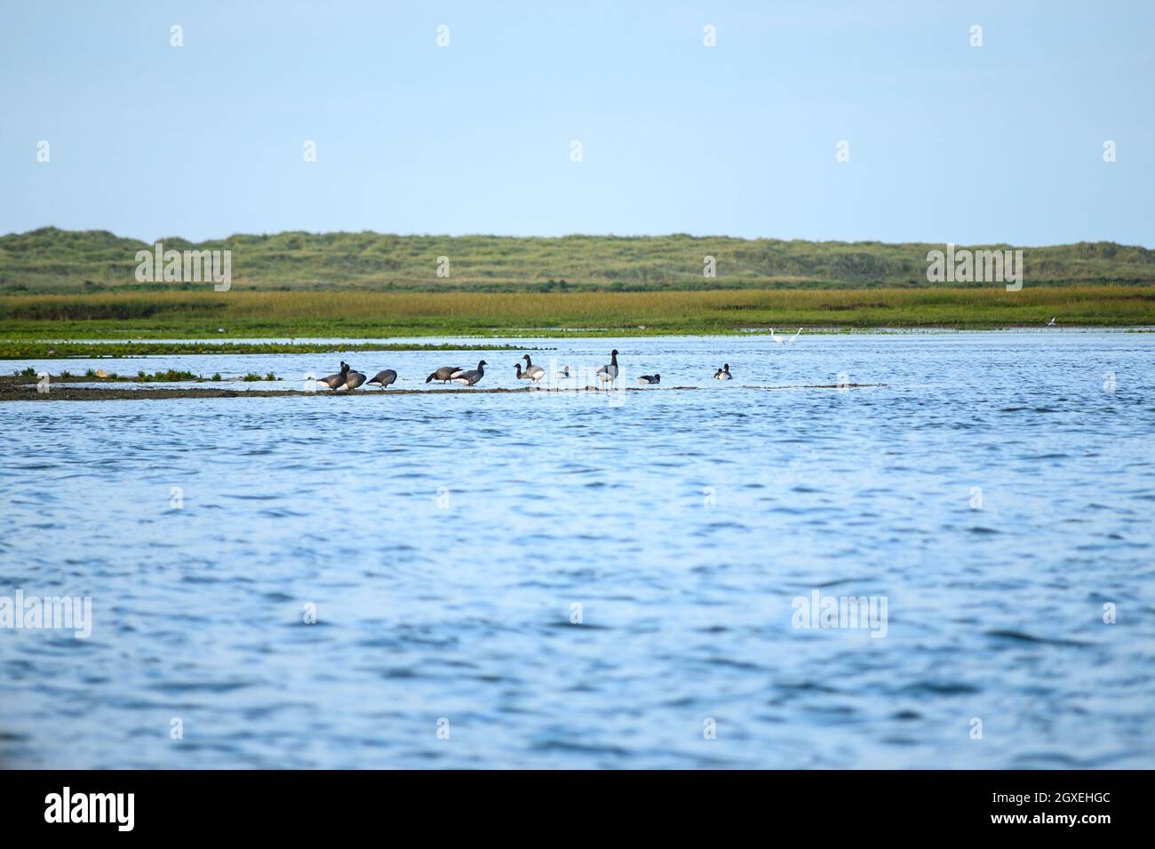 Brent Geese (Branta bernicla) vading, feeding and swimming in the tidal ...