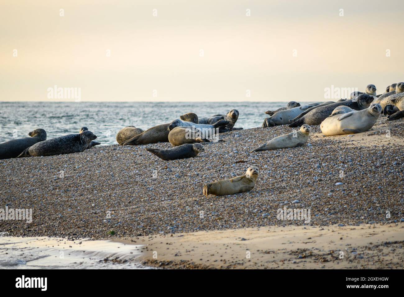Common and grey seals basking in the warm, early evening sunlight on ...