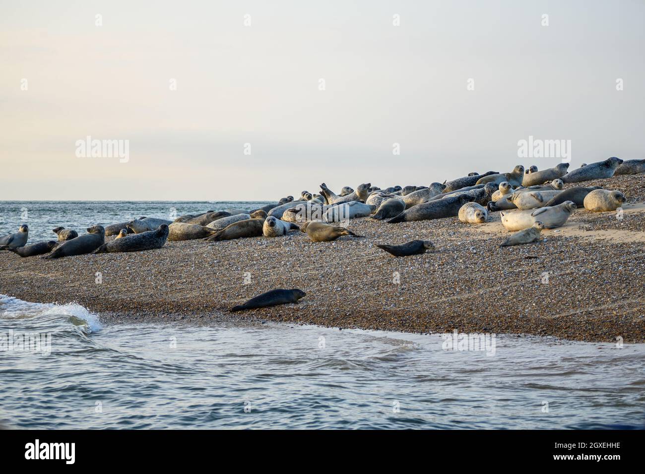 Common and grey seals basking in the warm, early evening sunlight on ...