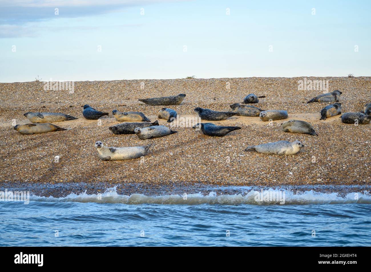 Common and grey seals basking in the warm, early evening sunlight on ...