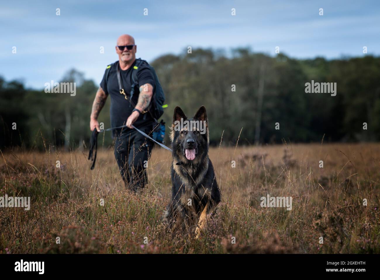 Working line german shepherd hi-res stock photography and images - Alamy