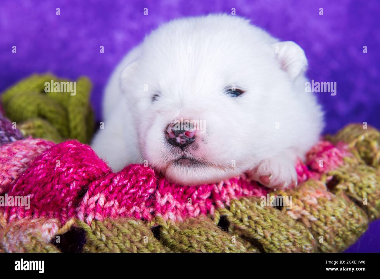 White fluffy small Samoyed puppy dog in a Christmas gift box Stock ...