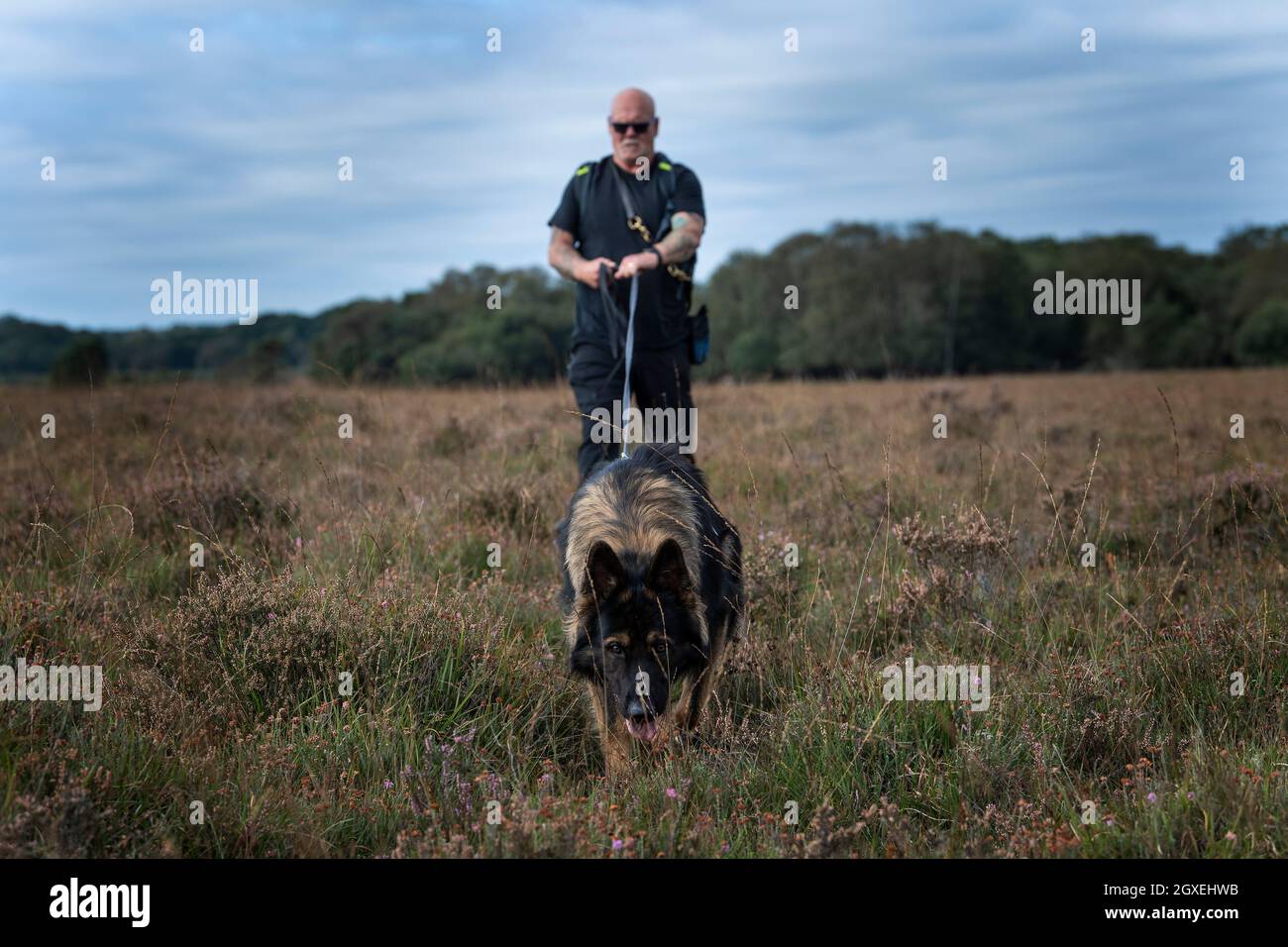 A German Shepherd Dog Tracking in the New Forest, Hampshire, England ...