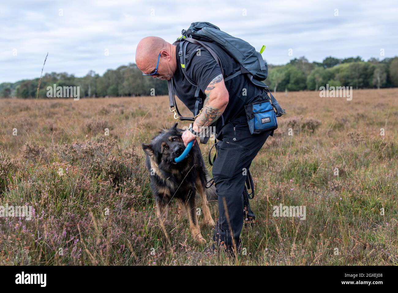 A German Shepherd Dog Tracking in the New Forest, Hampshire, England ...