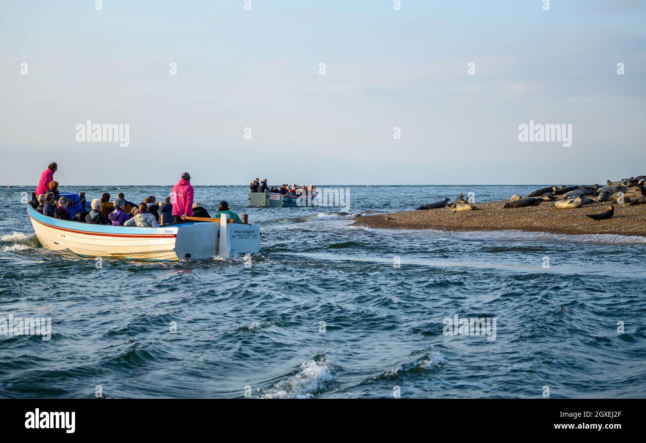 Passengers onboard charter seal trip boats watching common and grey ...