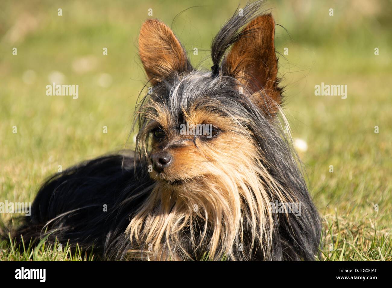 Chihuahua yorkie mix hi-res stock photography and images - Alamy