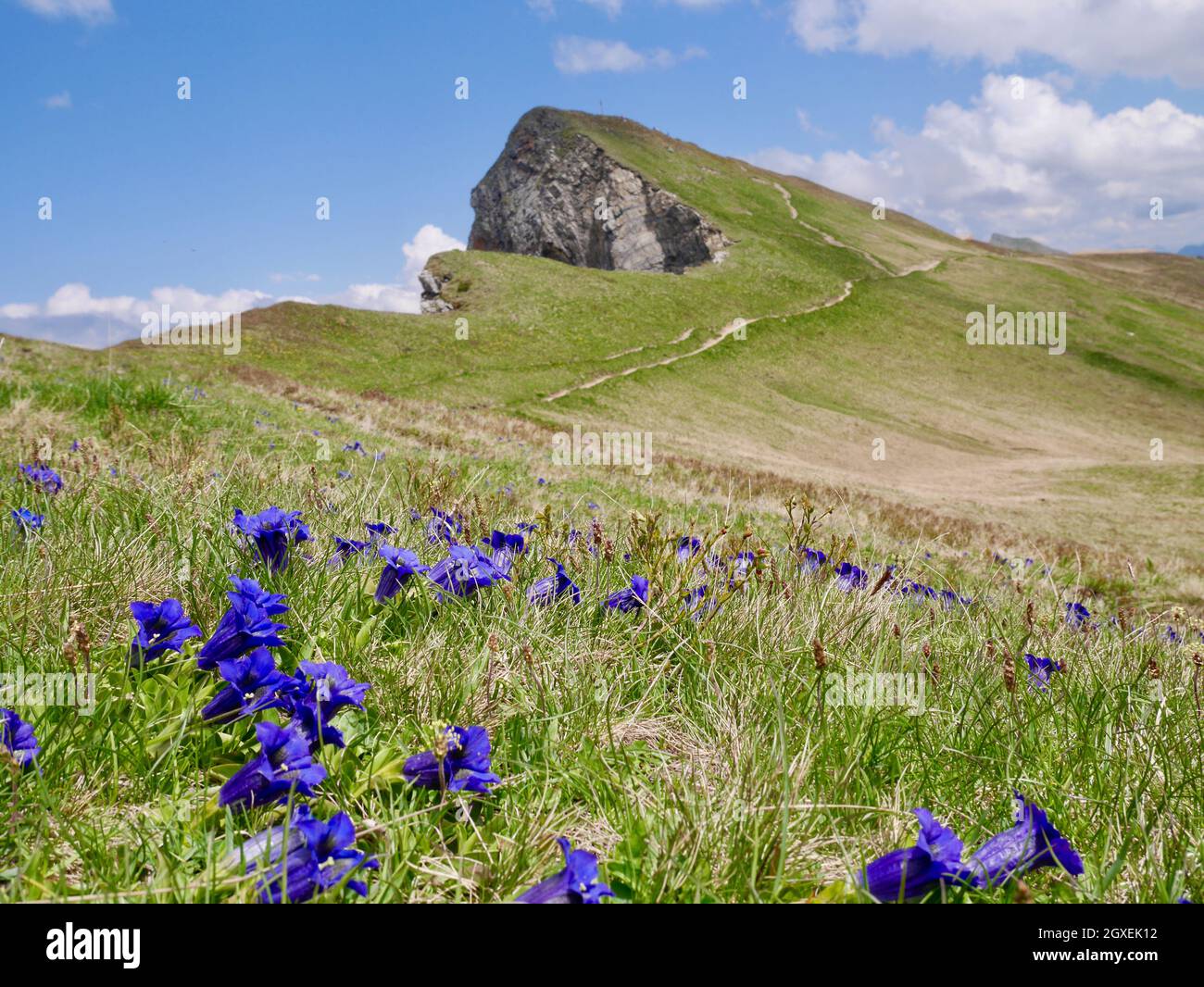 Gentians in the Austrian Alps. Ragazer Blanken in Damuels in the ...