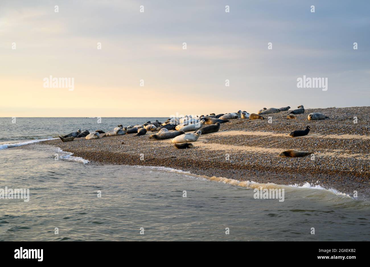 Common and grey seals basking in the warm, early evening sunlight on ...