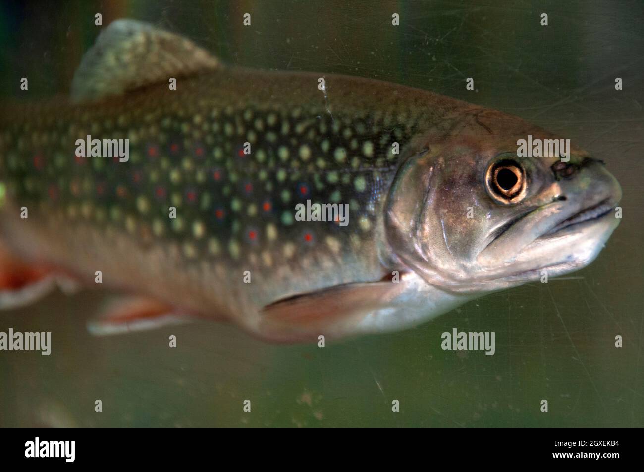 White-spotted char, Salvelinus leucomaenis pluvius, Nikko Laboratory ...