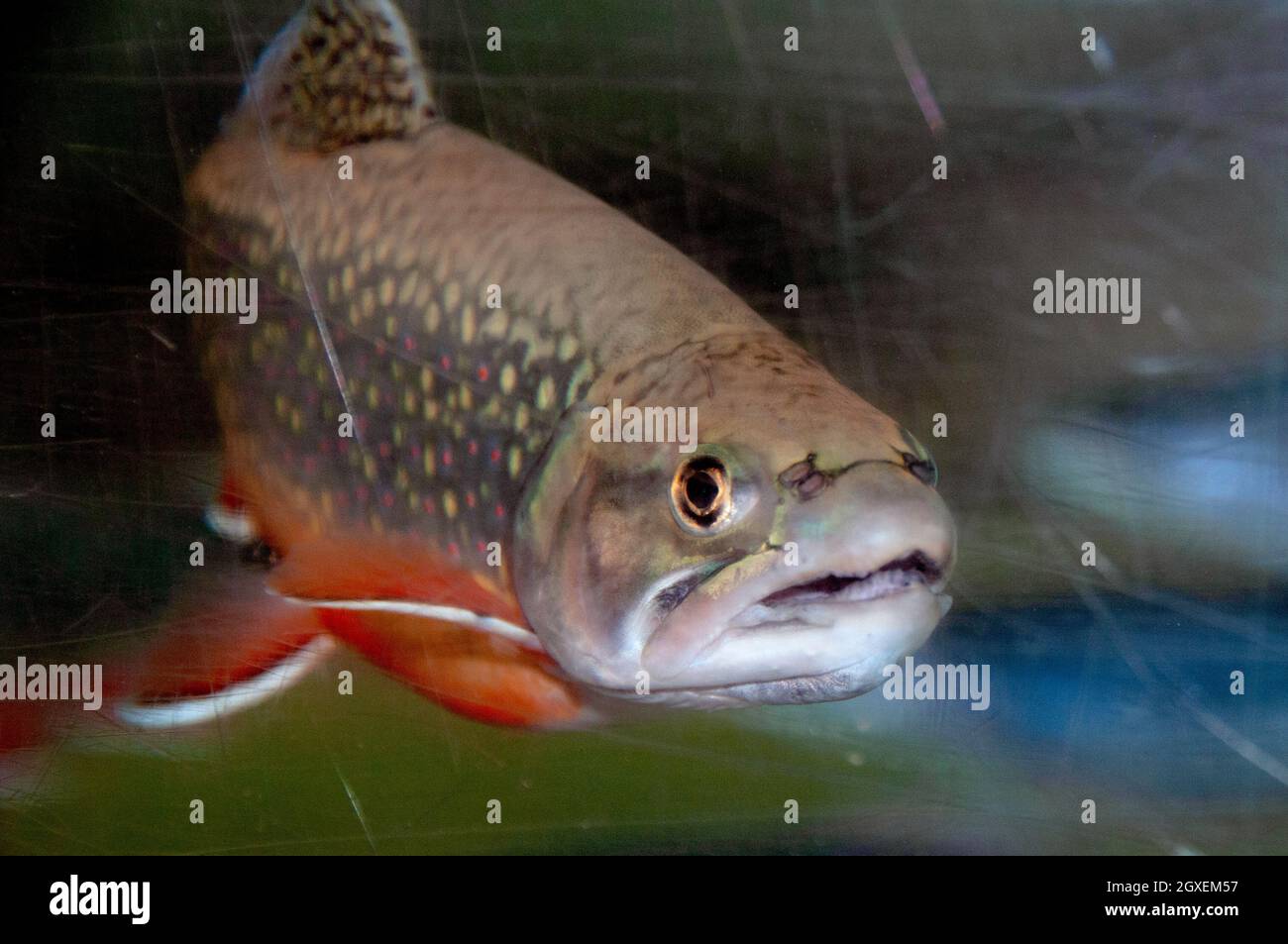 White-spotted char, Salvelinus leucomaenis pluvius, Nikko Laboratory ...