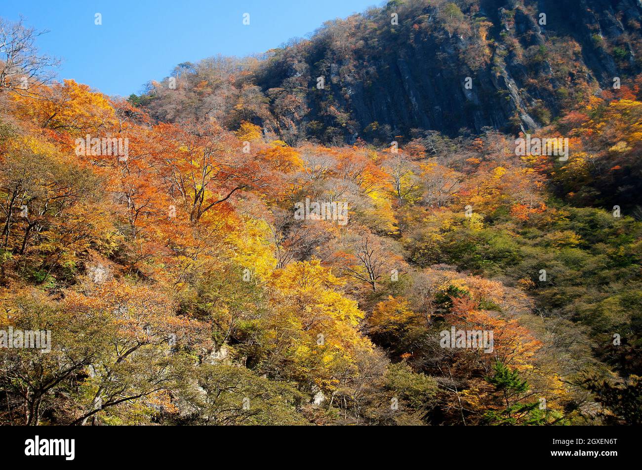 Colorful fall foliage in the Nikko National Park, Nikko, Japan Stock ...