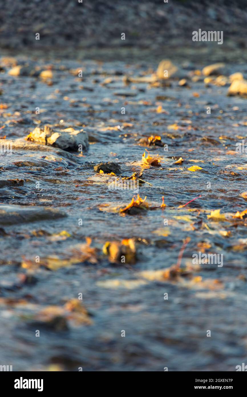 Autumn leaf floating in river hi-res stock photography and images - Alamy