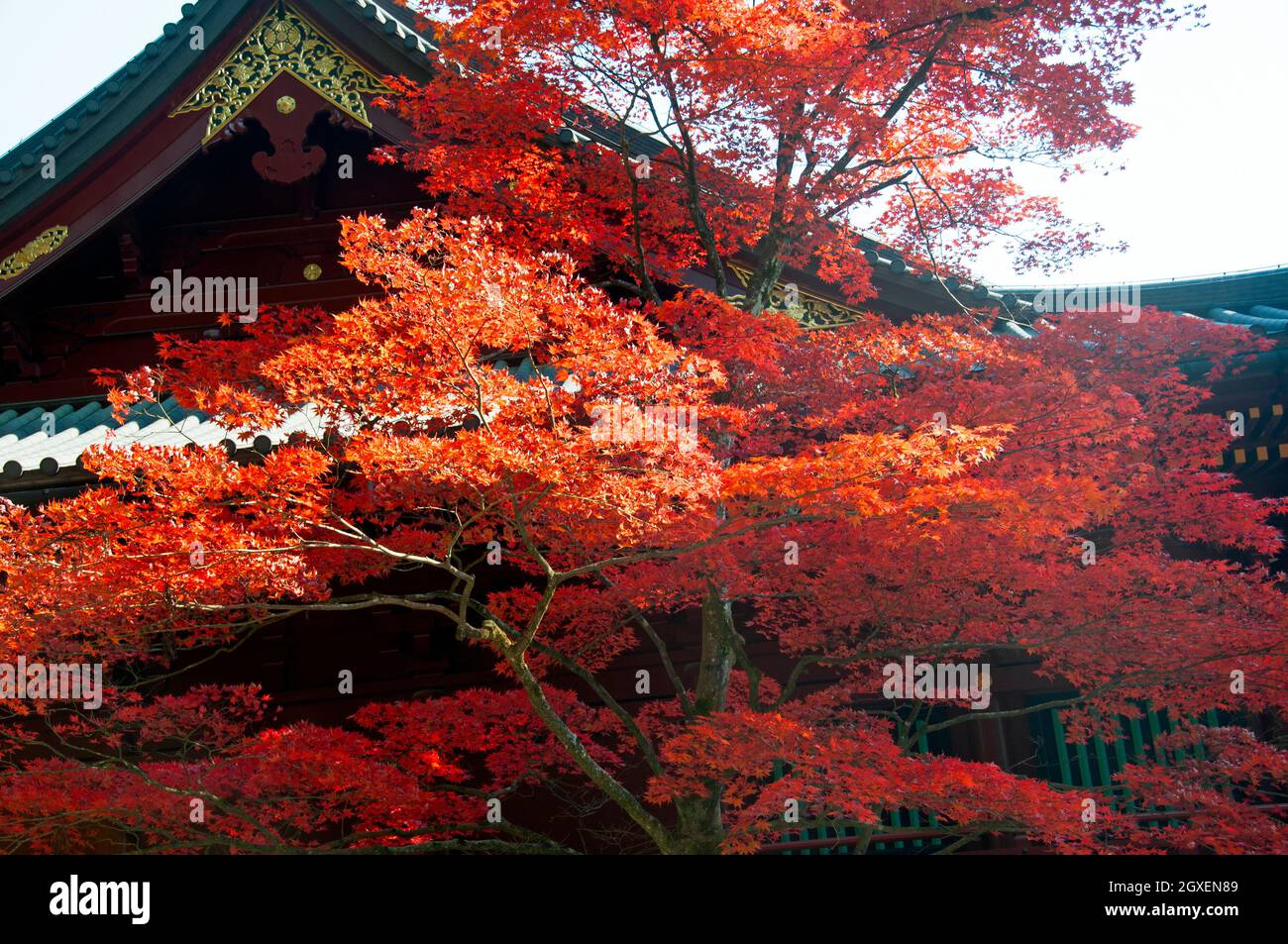 Red foliage from a tree in front of a Japanese temple, Nikko National ...