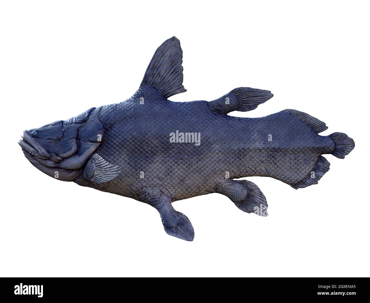 Mawsonia is an extinct lobe-finned predatory fish that lived in the ...