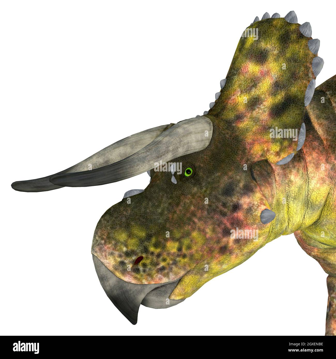 Nasutoceratops was a herbivorous Ceratopsid dinosaur that lived in Utah ...