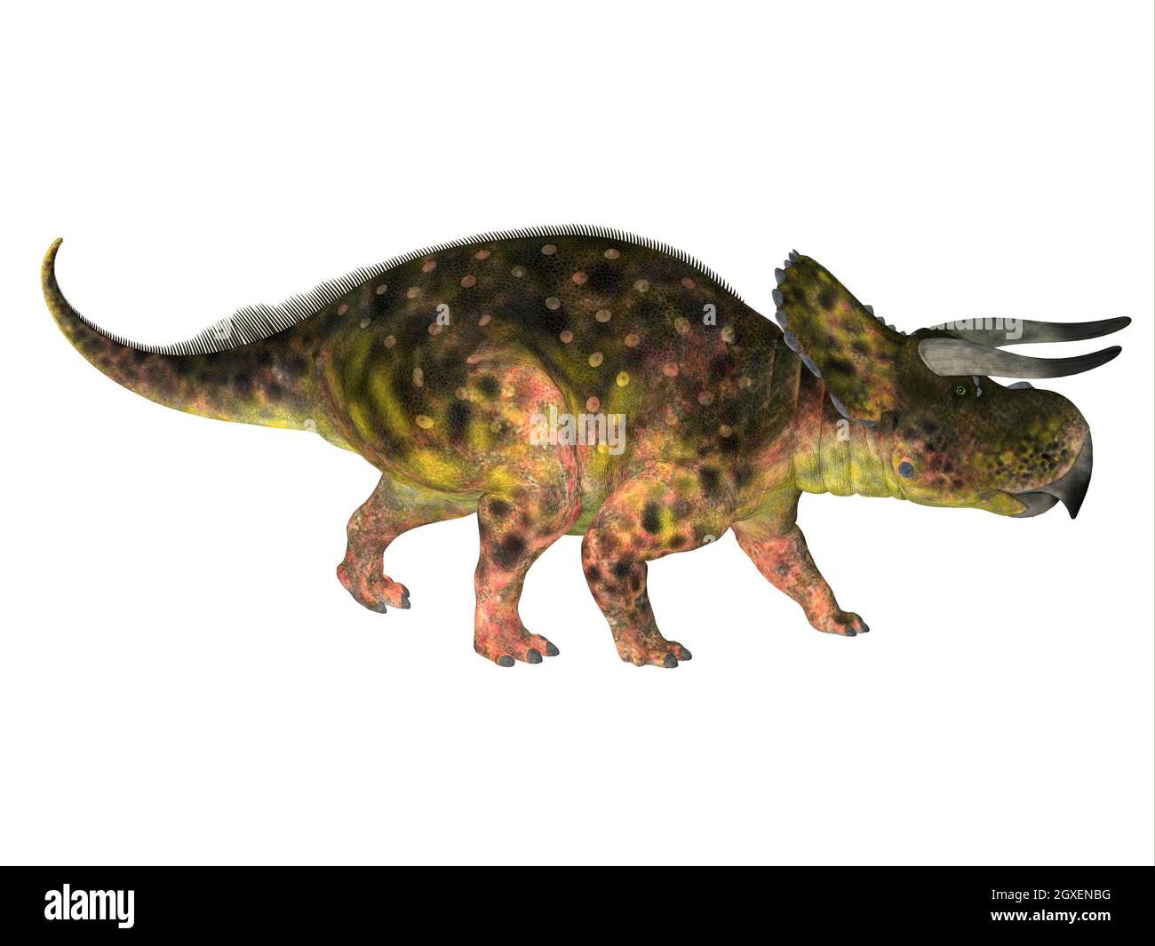 Nasutoceratops was a herbivorous Ceratopsid dinosaur that lived in Utah ...