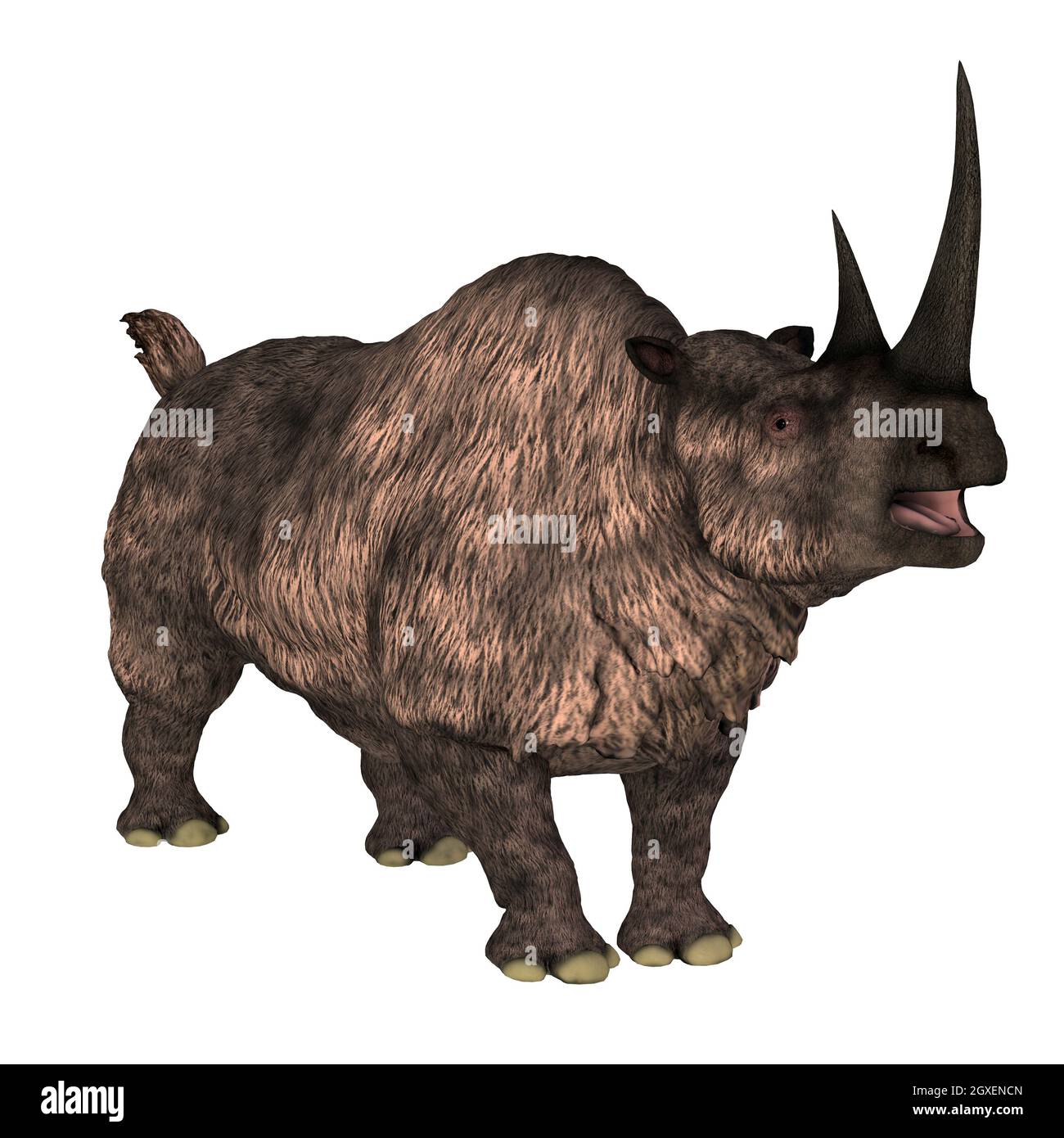 The Woolly rhinoceros was a herbivorous mammal that lived in Europe and ...