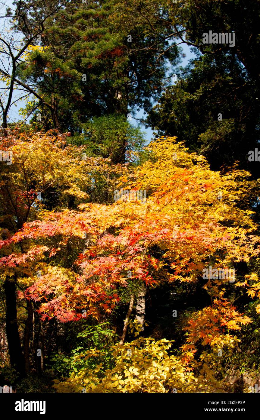 Autumn foliage in the Toshogu Temple, Nikko, Japan Stock Photo - Alamy