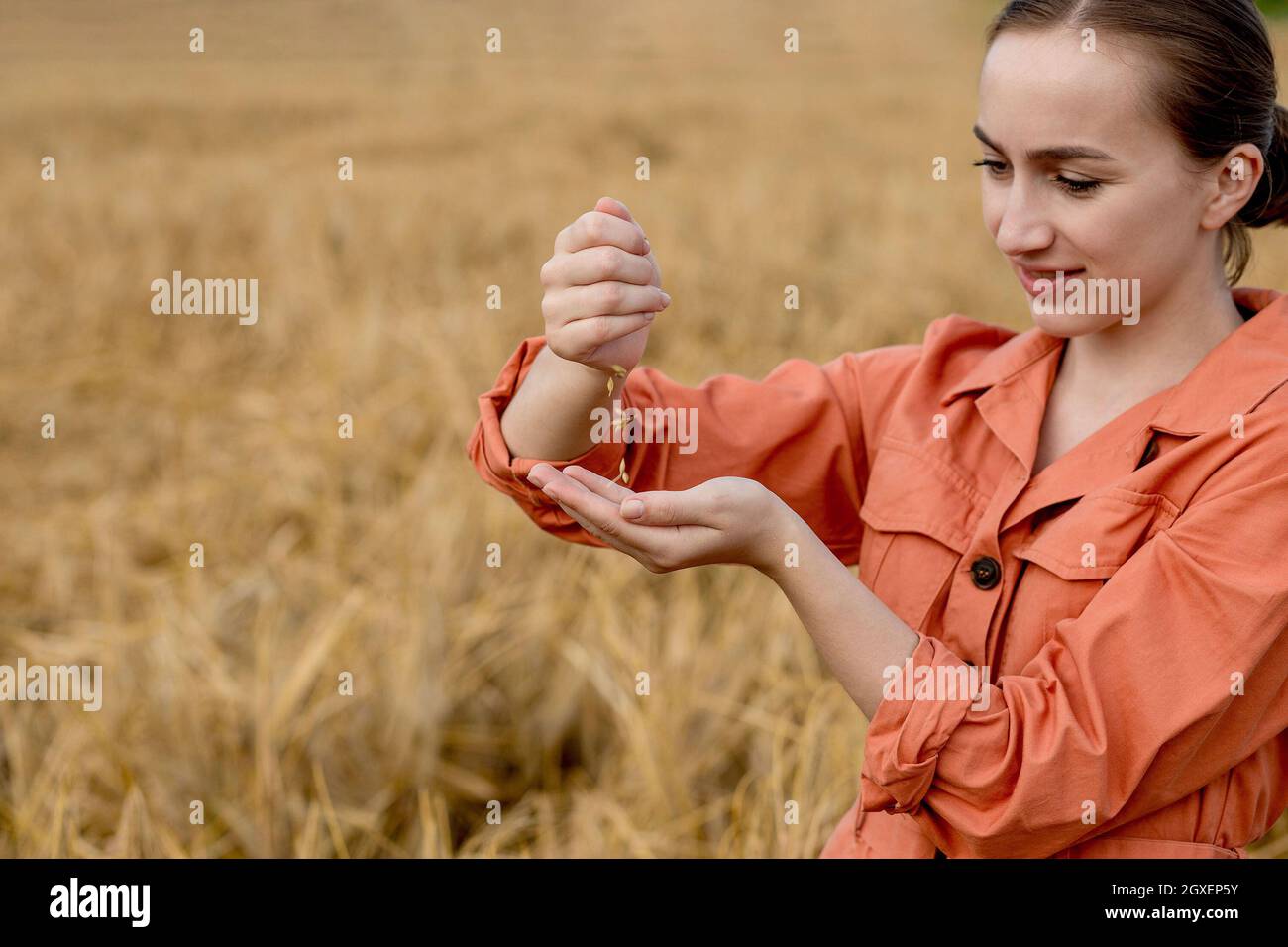 A female farmer or agronomist is pouring wheat grains in his hands ...