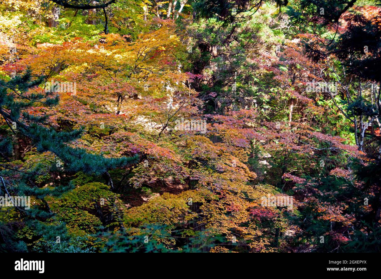 Autumn foliage in the Toshogu Temple, Nikko, Japan Stock Photo - Alamy