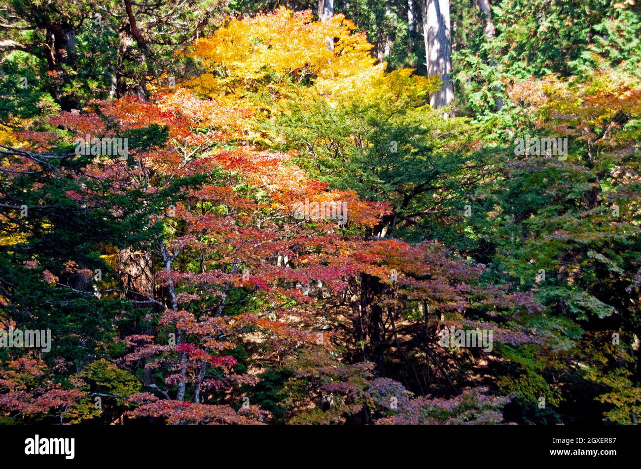 Autumn foliage in the Toshogu Temple, Nikko, Japan Stock Photo - Alamy