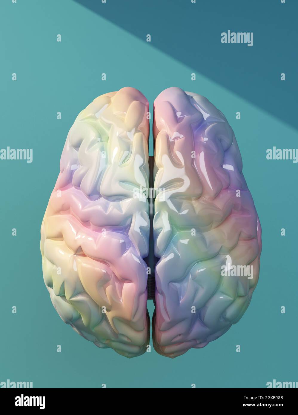 Top view of a human brain hi-res stock photography and images - Alamy