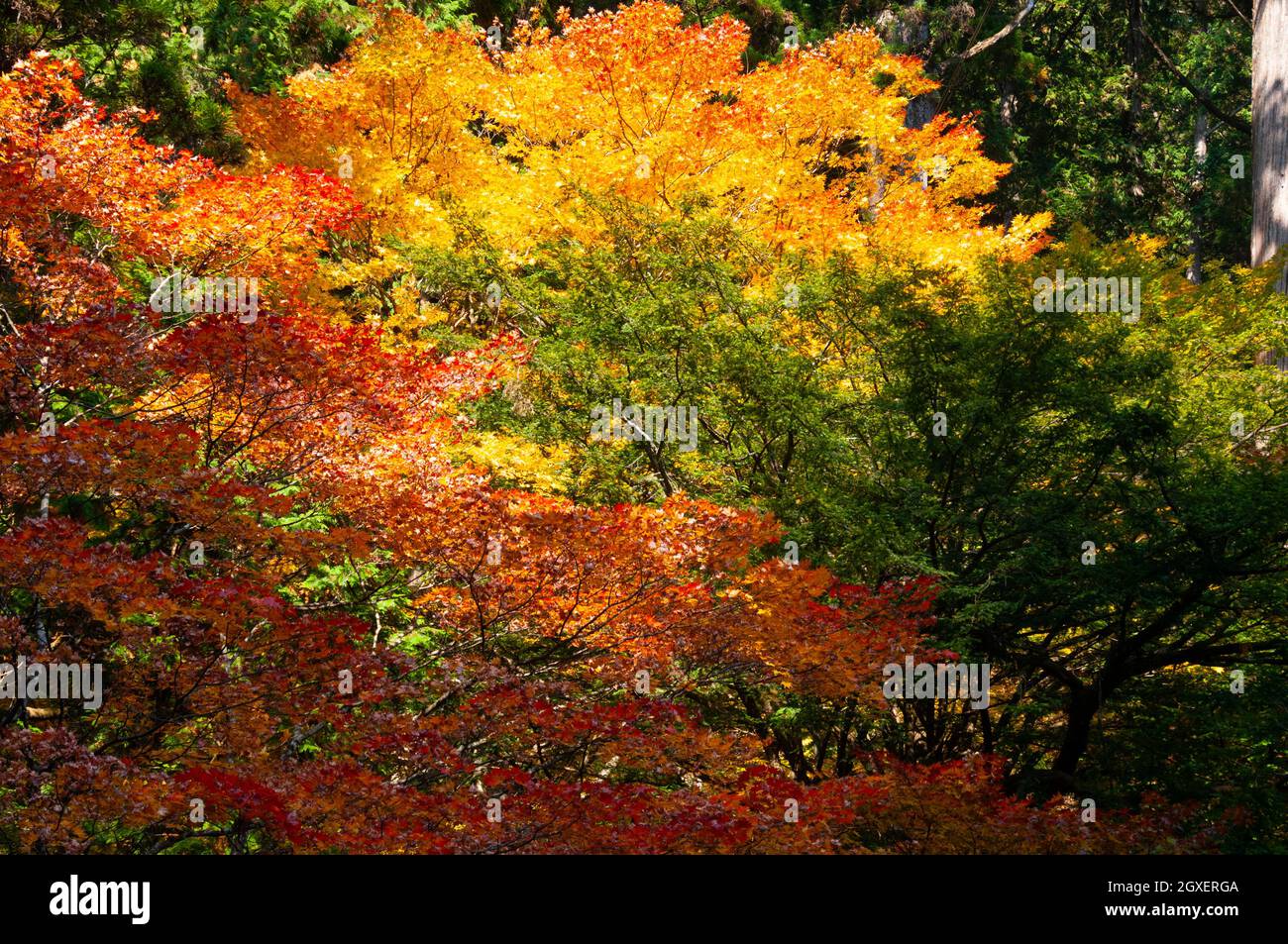 Autumn foliage in the Toshogu Temple, Nikko, Japan Stock Photo - Alamy