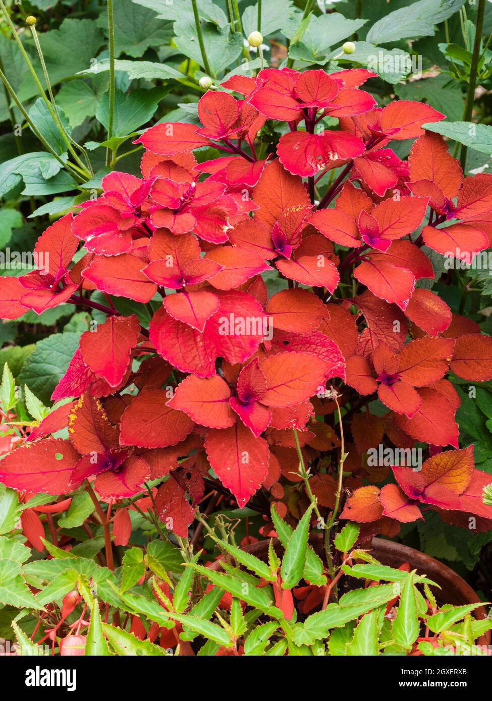 Evergreen and tender bedding hi-res stock photography and images - Alamy