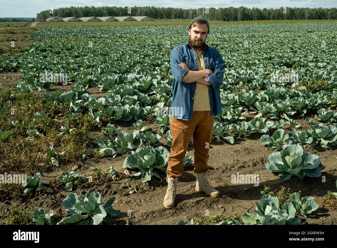 Young owner of large plantation standing among growing cabbage heads ...