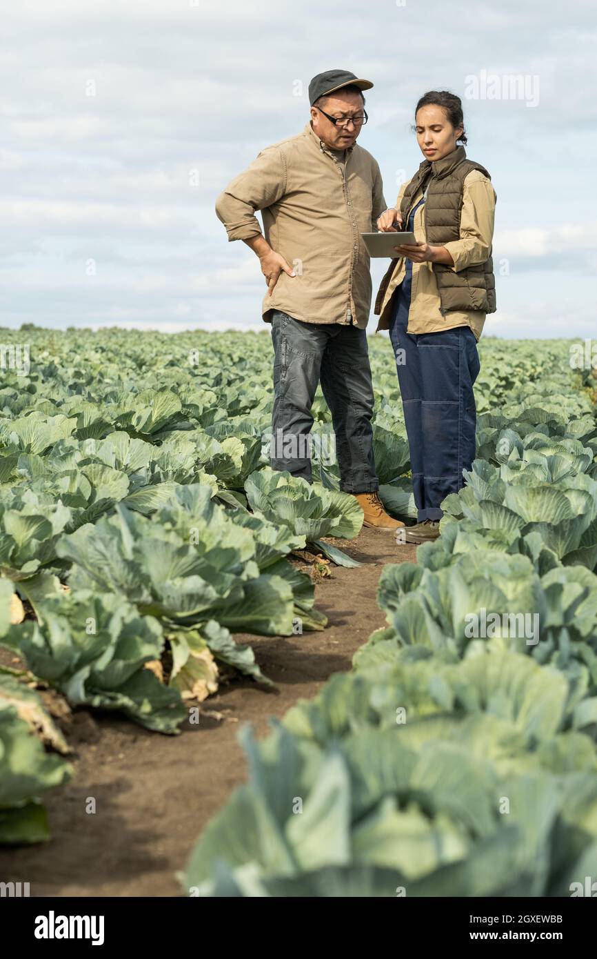 Mature cabbage plant hi-res stock photography and images - Alamy