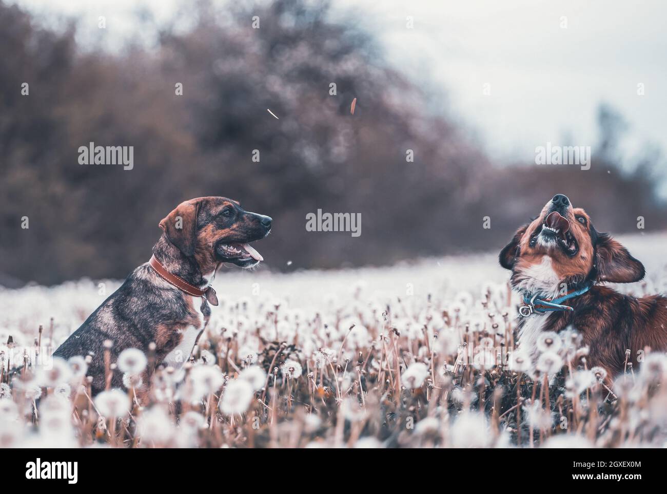 Funny dogs playing together field hi-res stock photography and images ...