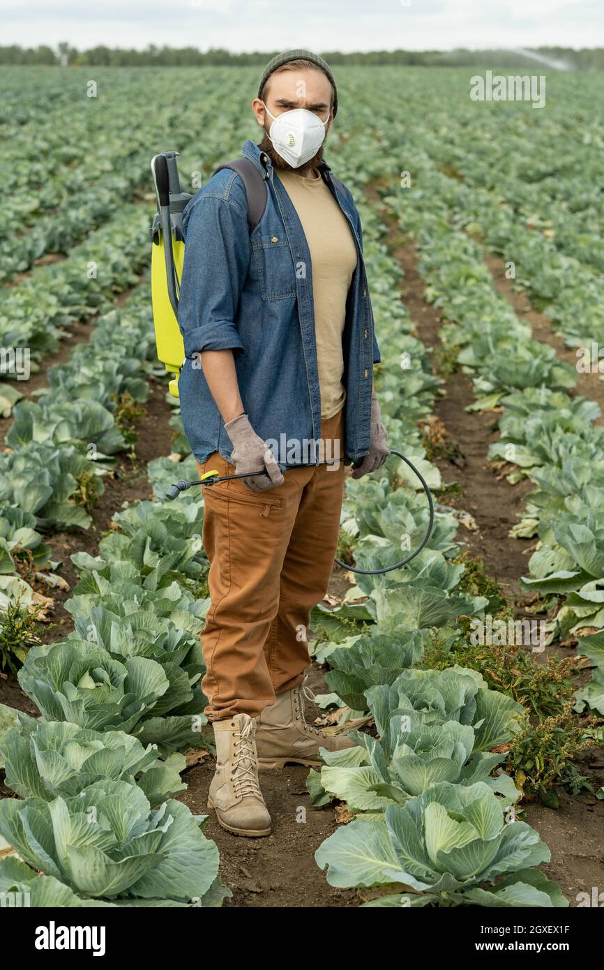 Male farmer with sprayer standing in cabbage field among long rows of ...