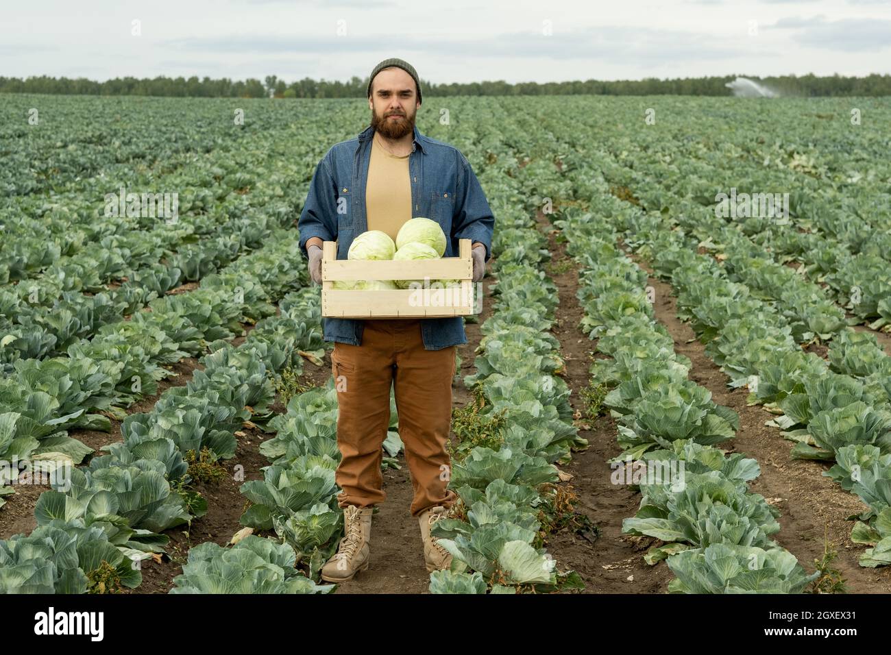 Cabbage head man hi-res stock photography and images - Alamy
