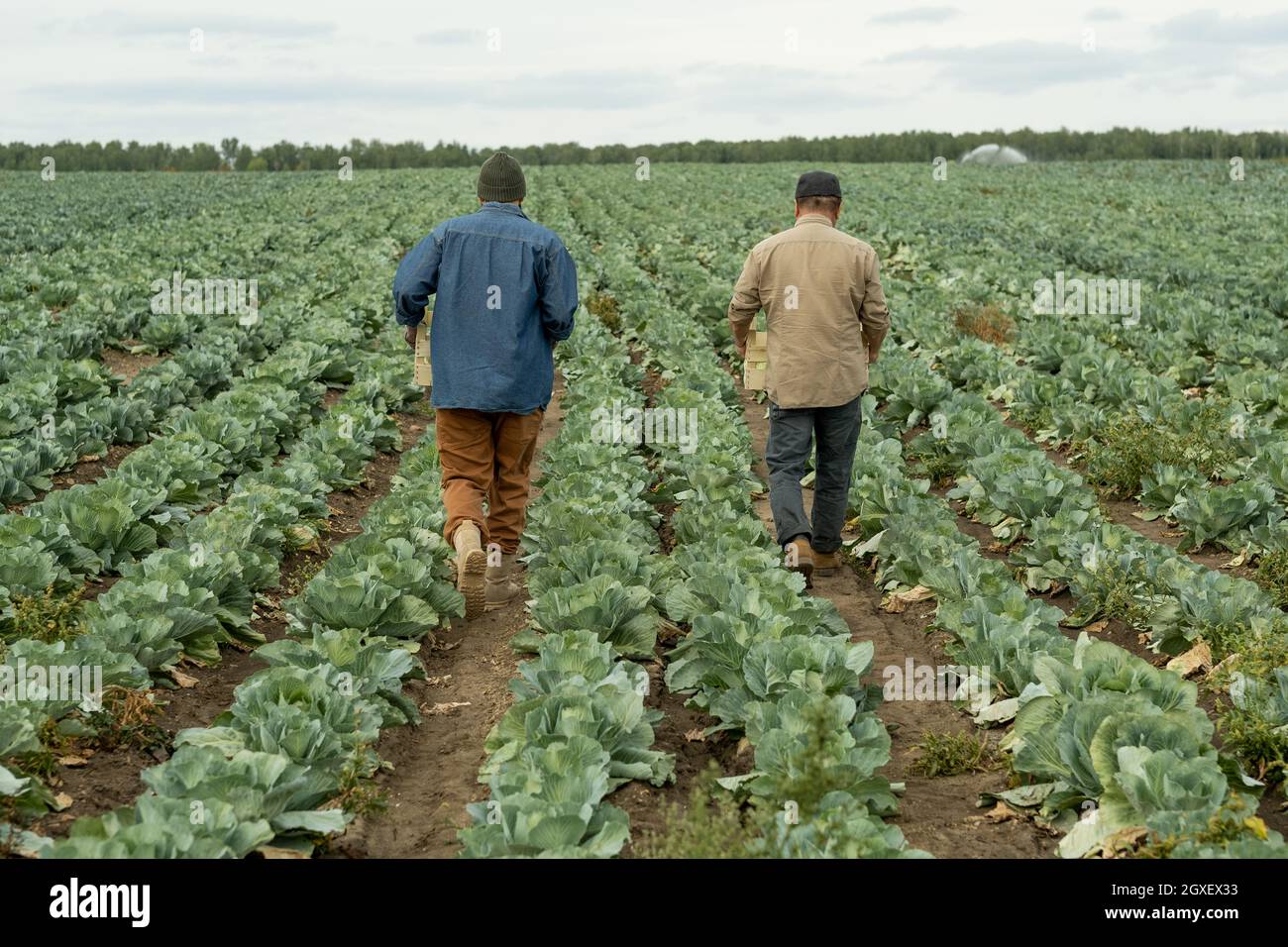 Back view of two farmers carrying boxes with vegetables while moving ...