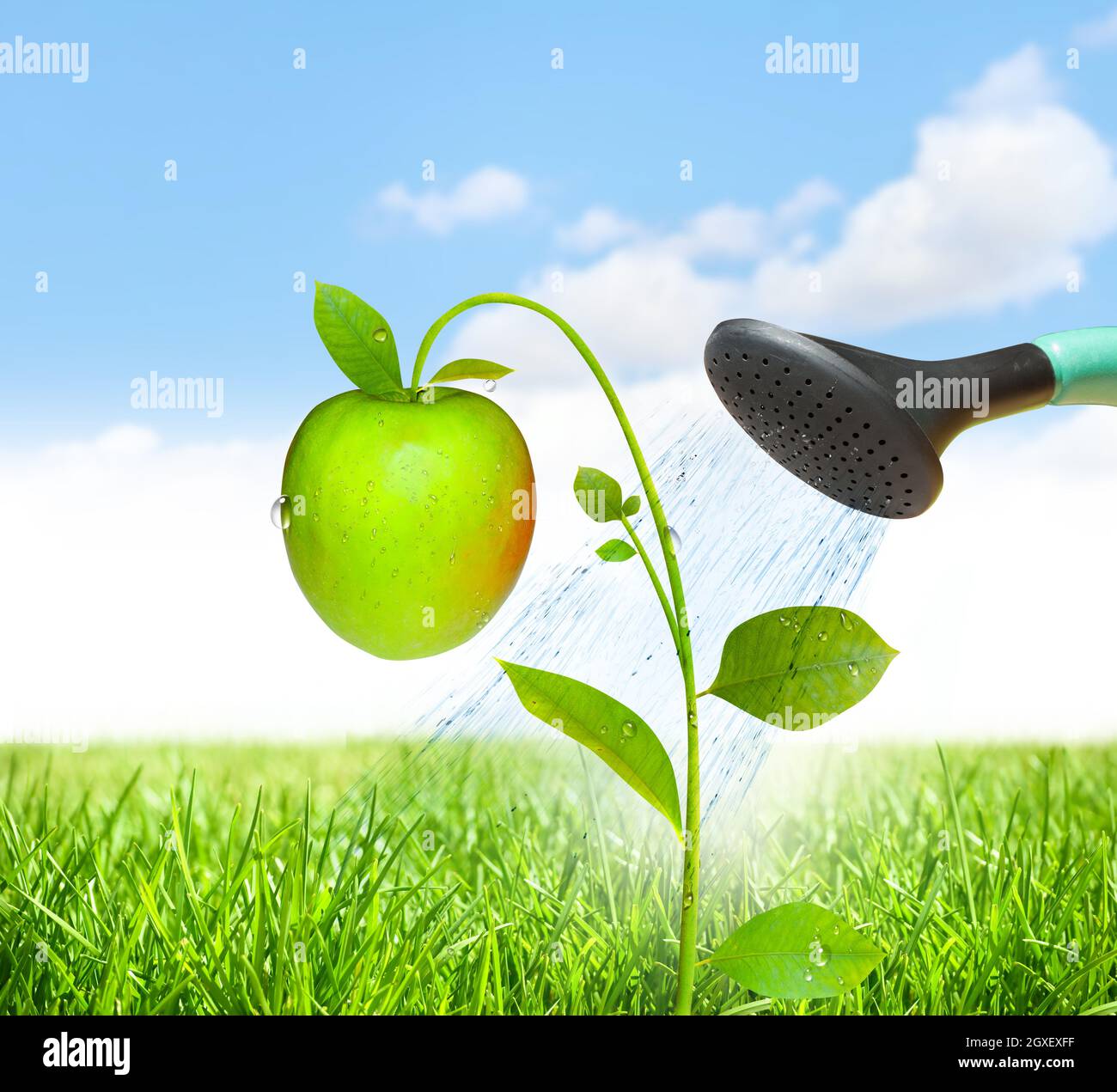 Success concept with big apple and small tree Stock Photo - Alamy