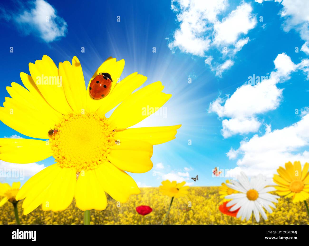 Daisy with ladybug against yellow landscape Stock Photo - Alamy