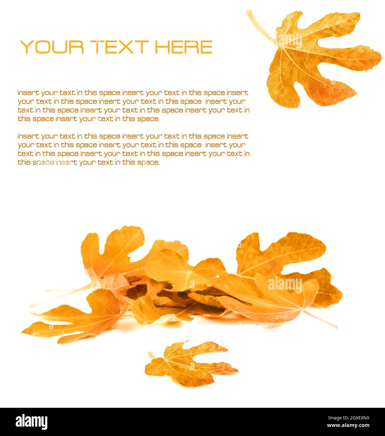 Autumn layout with white space for your text Stock Photo - Alamy