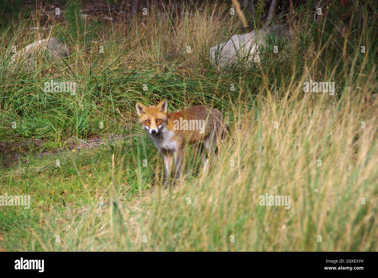 Fox on a forest meadow. Wild animal in a natural environment Stock ...