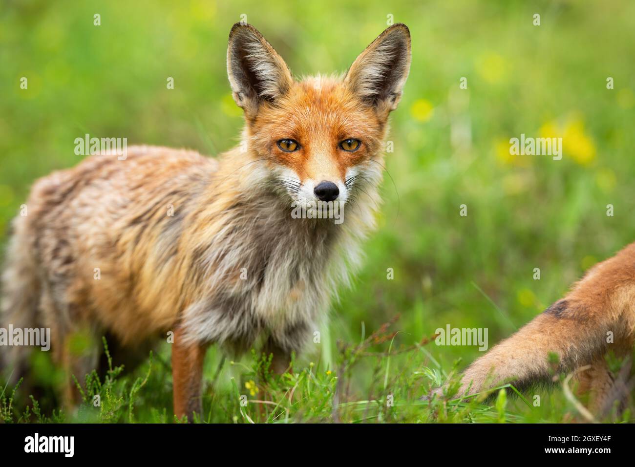 Red fox, vulpes vulpes, looking on meadow in summer nature in close-up ...