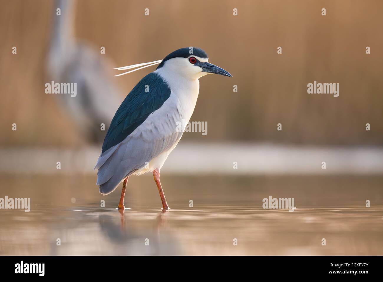 Wauting hi-res stock photography and images - Alamy